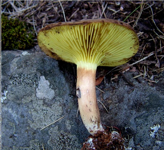 Gilled Fungi Gallery